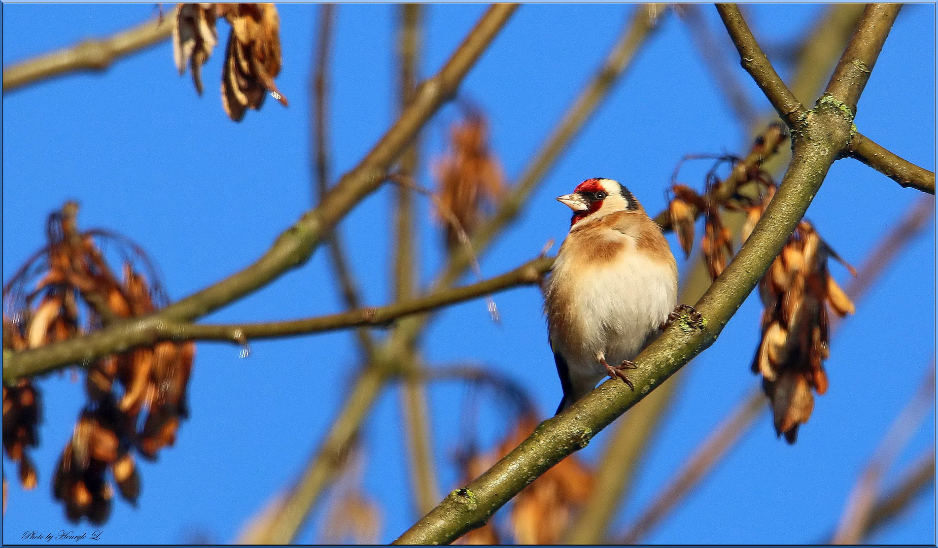 Distelfink / Stieglitz Foto & Bild | tiere, wildlife, wild lebende ...