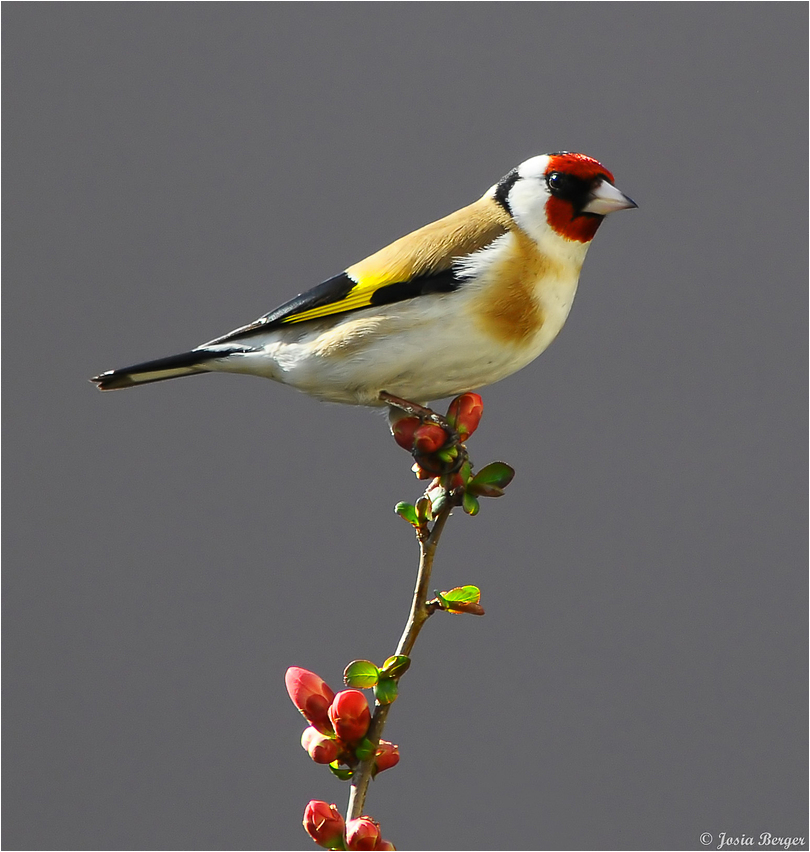 Distelfink (tolle Aussicht) Foto & Bild | tiere, wildlife, wild lebende ...