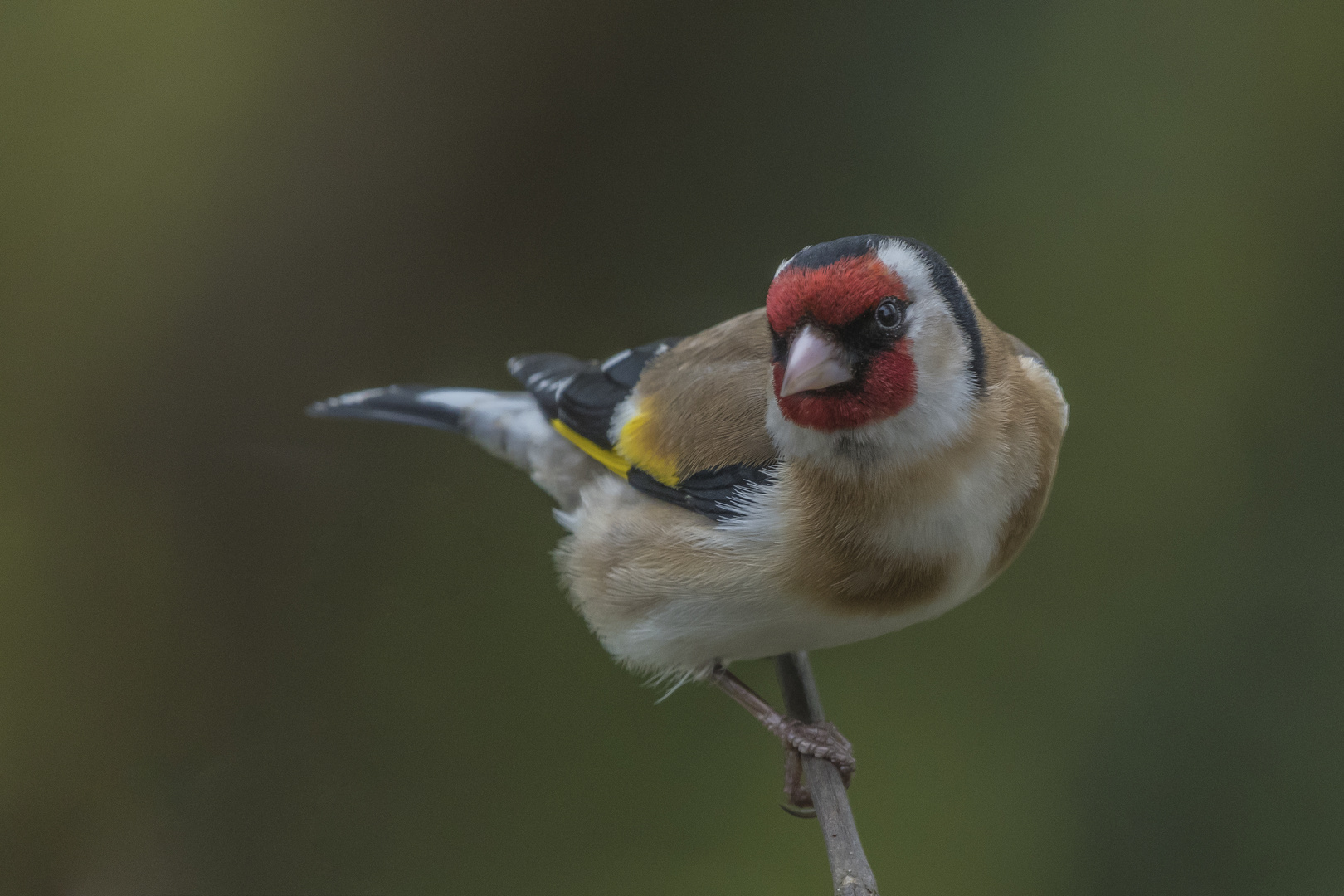 Distelfink_03.04.2020_b Foto & Bild | outdoor, natur, tiere Bilder auf ...