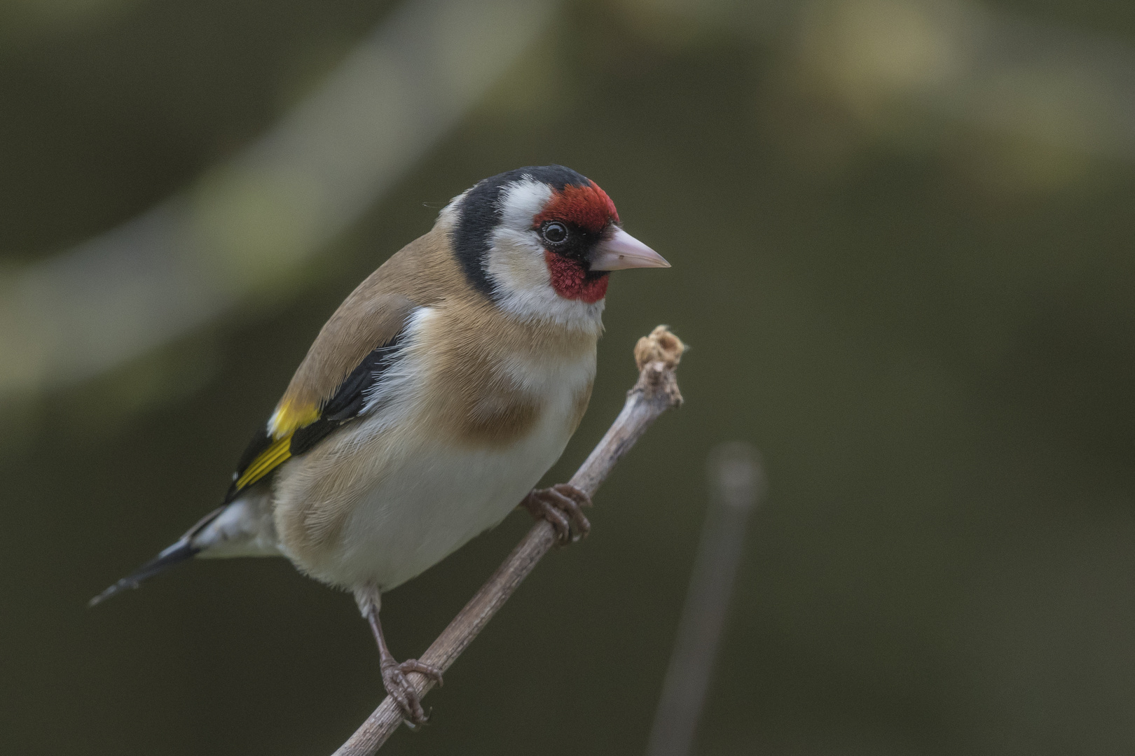 Distelfink_03.04.2020_c Foto & Bild | outdoor, natur, tiere Bilder auf ...