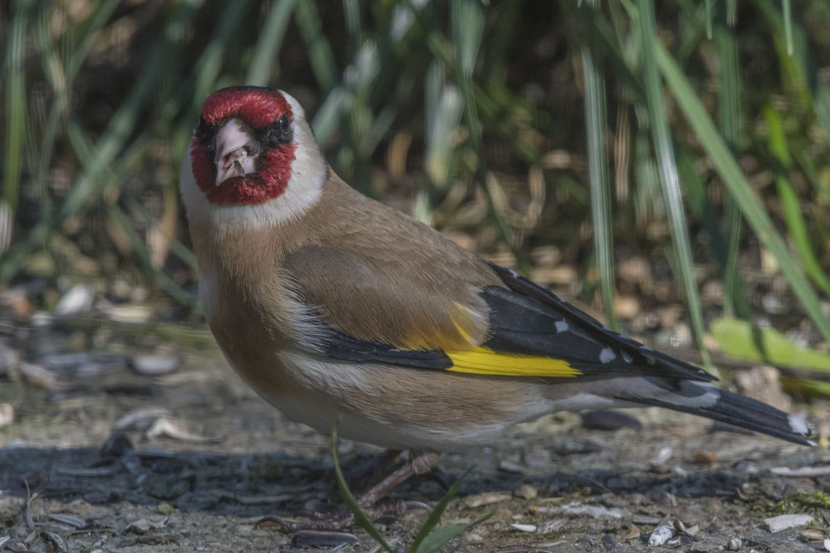 Distelfink_30.03.2020_b Foto & Bild | outdoor, natur, tiere Bilder auf ...