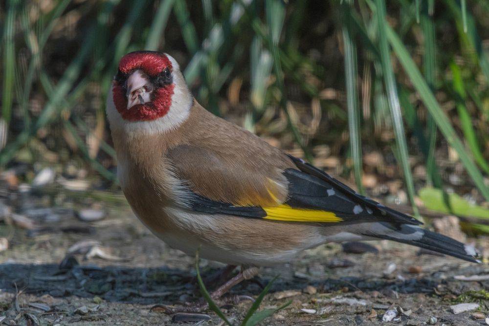 Distelfink_30.03.2020_b Foto & Bild | outdoor, natur, tiere Bilder auf ...