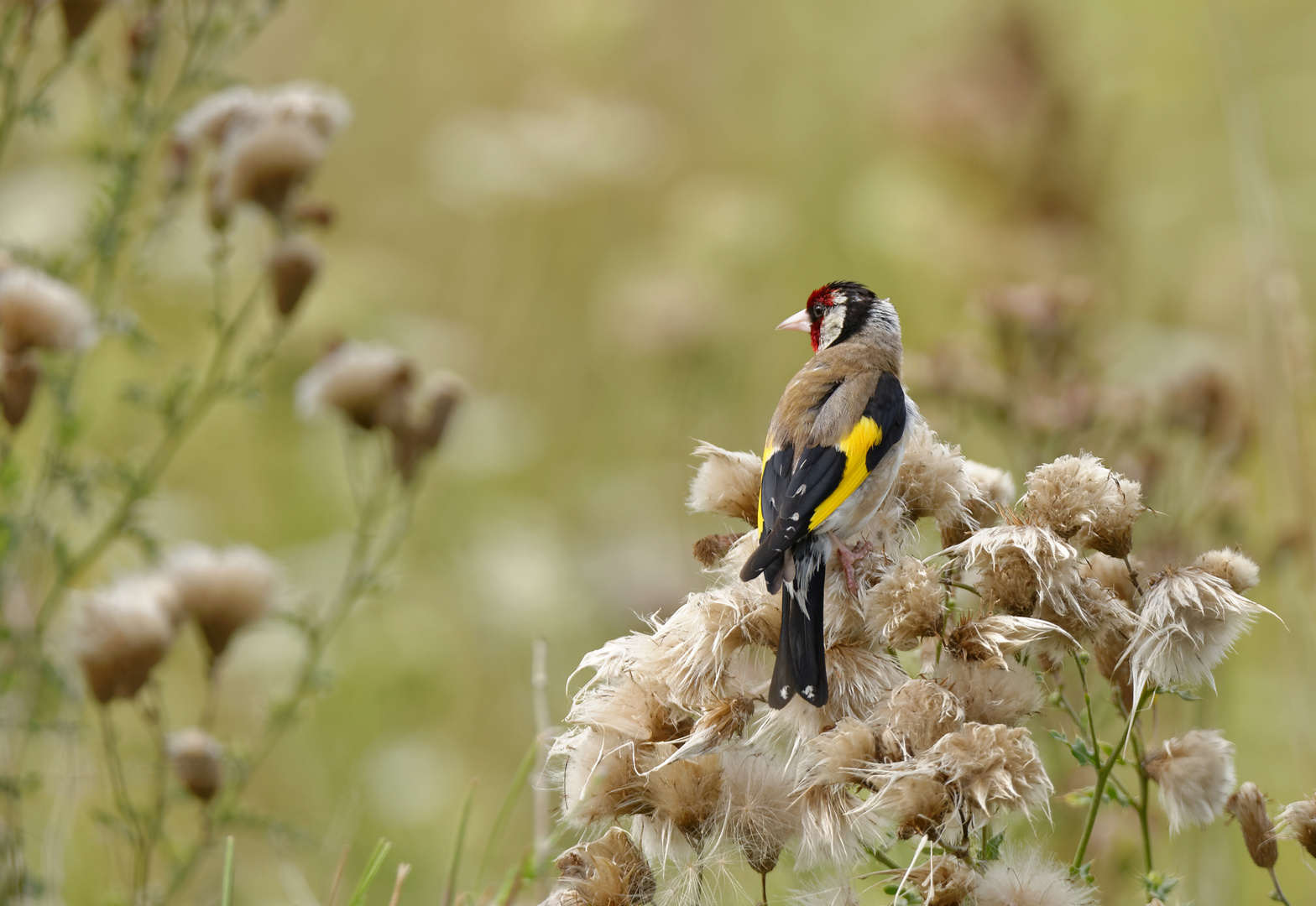 Distel&Fink=Distelfink ;-) Foto & Bild | tiere, wildlife, wild lebende ...