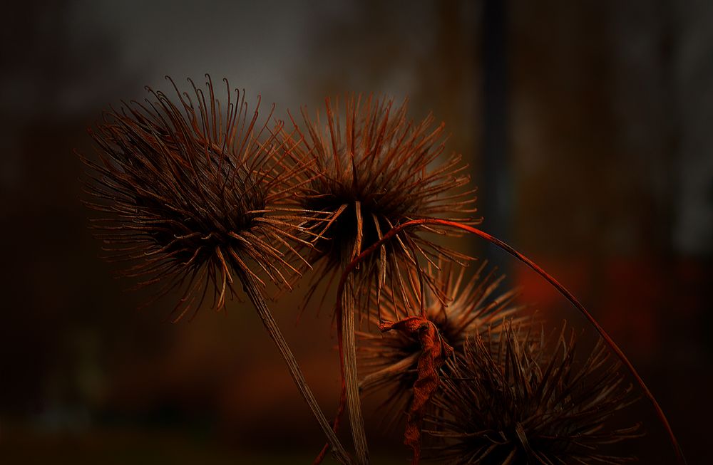 Disteln Foto & Bild | nah- & makro, pflanzen, pilze & flechten, blüten ...