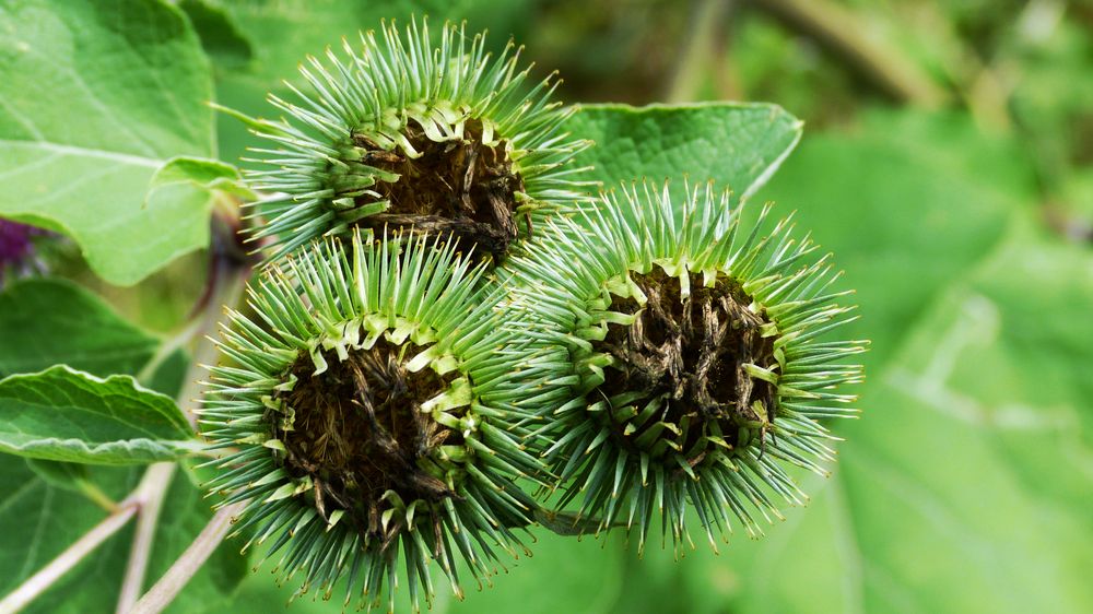 Disteln Foto & Bild | pflanzen, pilze & flechten, blüten ...