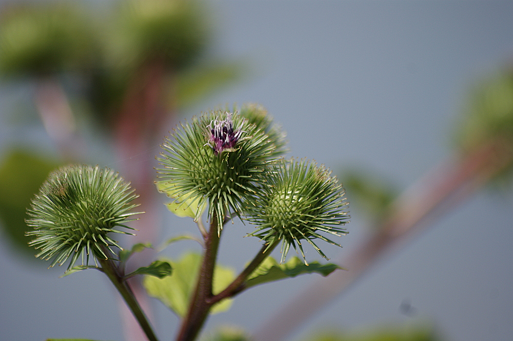 " Disteln " Foto & Bild | pflanzen, pilze & flechten, blüten ...