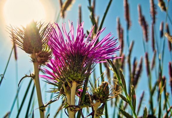 Disteln & Karden Bilder & Fotos