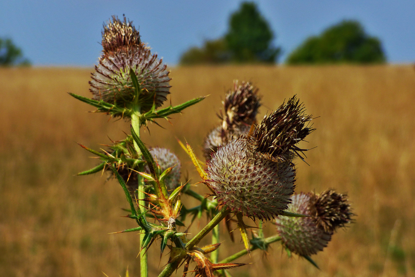 Disteln Foto & Bild | landschaft, Äcker, felder & wiesen, natur Bilder ...