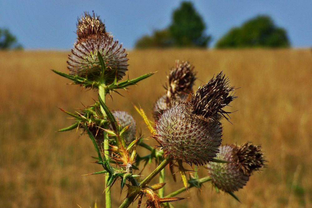 Disteln Foto & Bild | landschaft, Äcker, felder & wiesen, natur Bilder ...