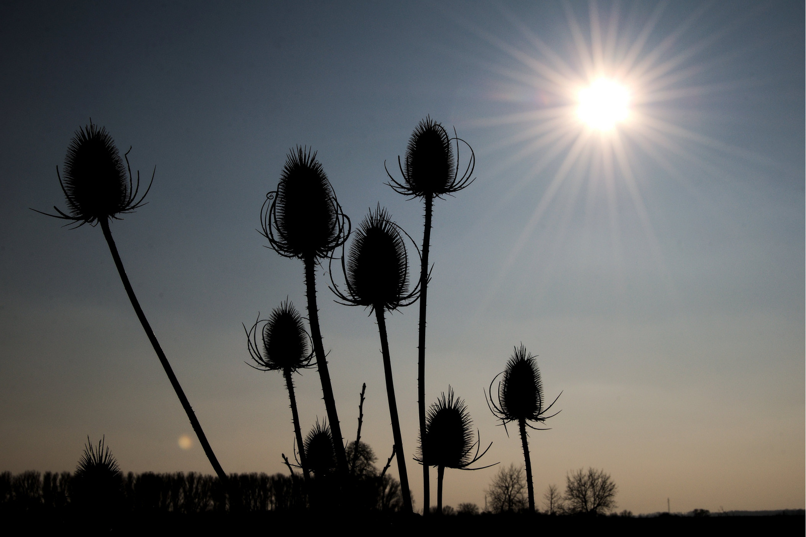 Disteln Foto & Bild | pflanzen, pilze & flechten, pflanzen im winter ...
