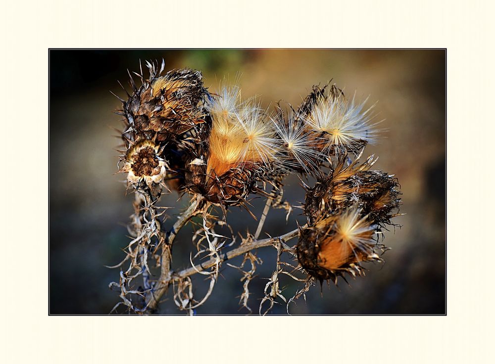 Disteln Foto & Bild | spezial, licht, natur Bilder auf fotocommunity