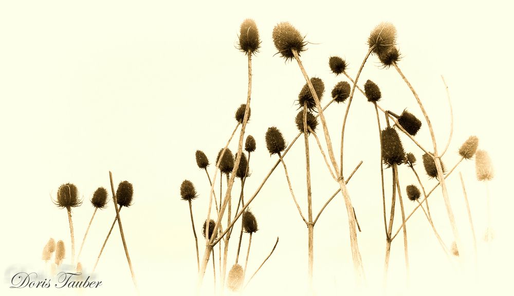 Disteln Foto & Bild | natur-kreativ, natur Bilder auf fotocommunity