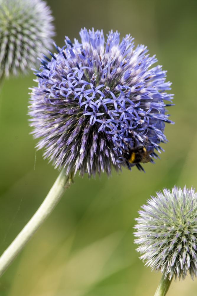 Disteln Foto & Bild | pflanzen, pilze & flechten, landschaft, blüten ...