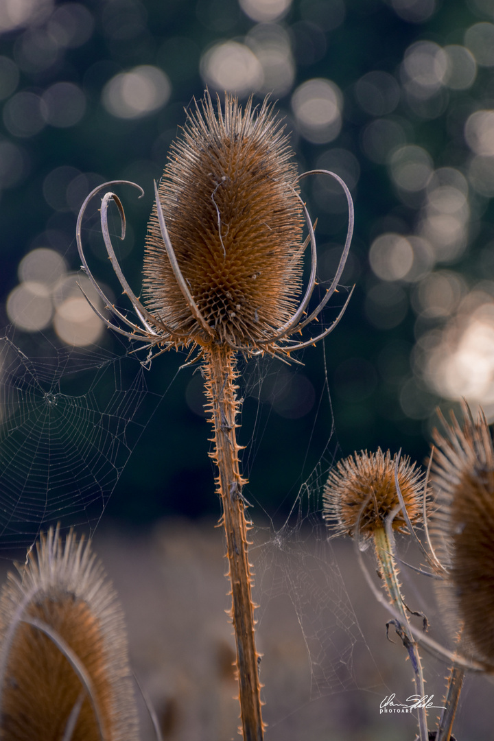 Disteln Foto & Bild | fotos, natur, herbst Bilder auf fotocommunity