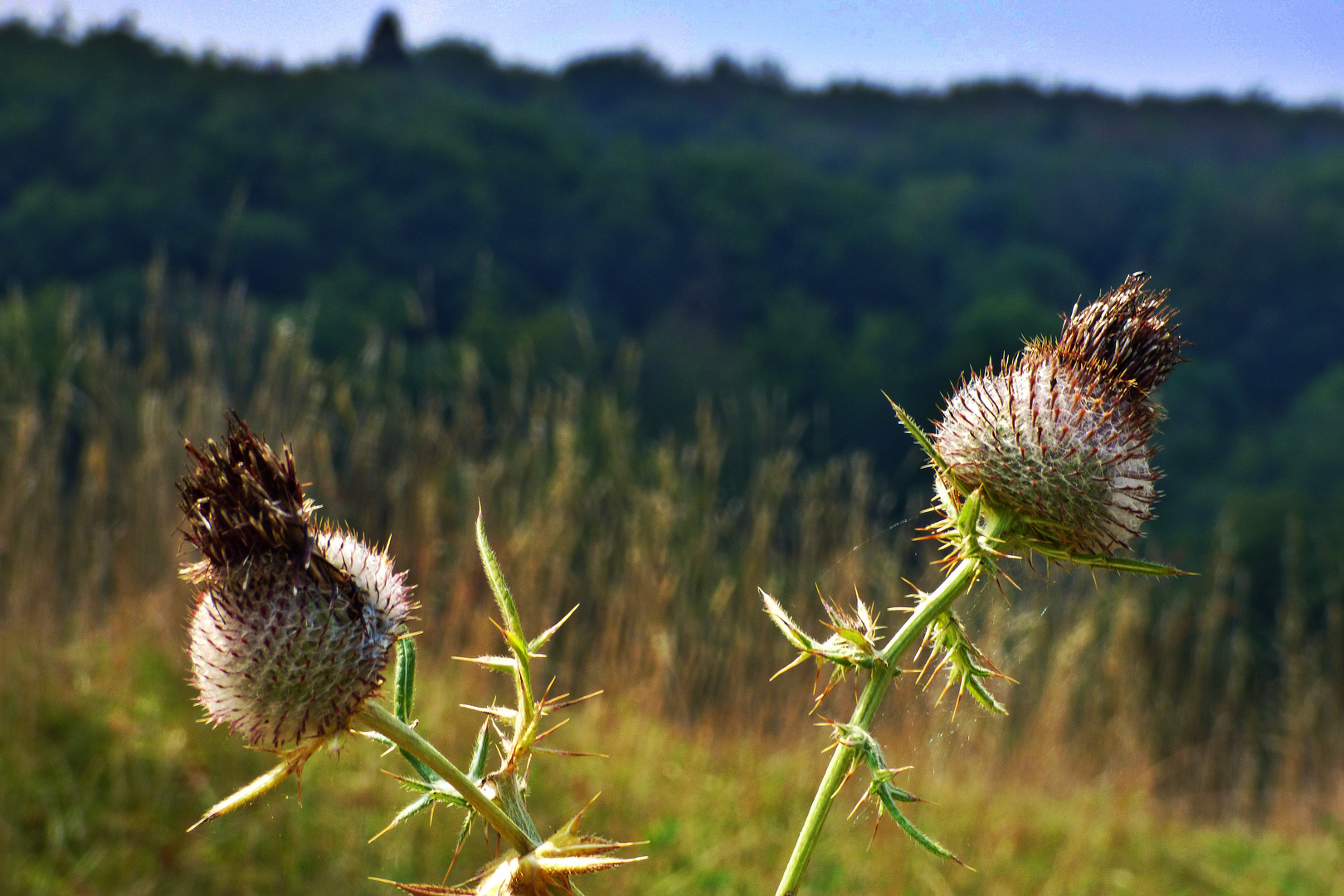 Disteln Foto & Bild | pflanzen, pilze & flechten, blüten ...