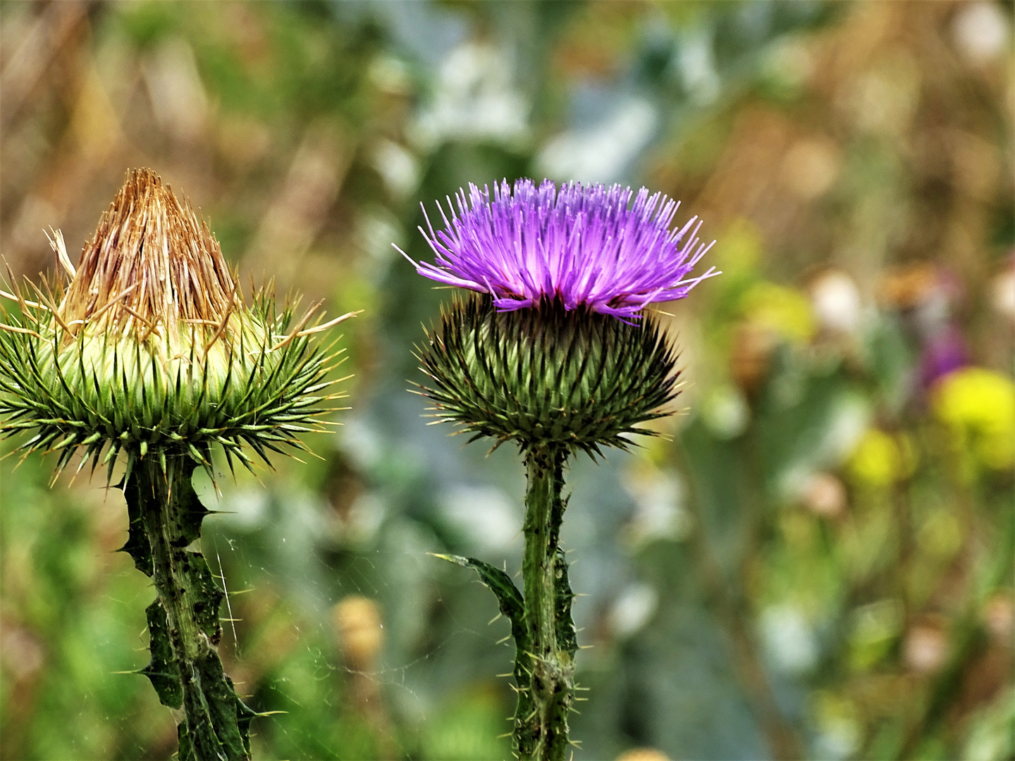Disteln Foto & Bild | natur, landschaft, blumen Bilder auf fotocommunity