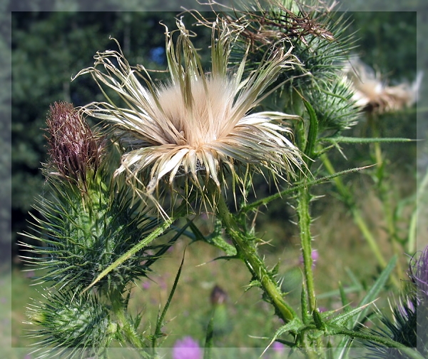 Disteln Foto & Bild | pflanzen, pilze & flechten, gräser, natur Bilder ...