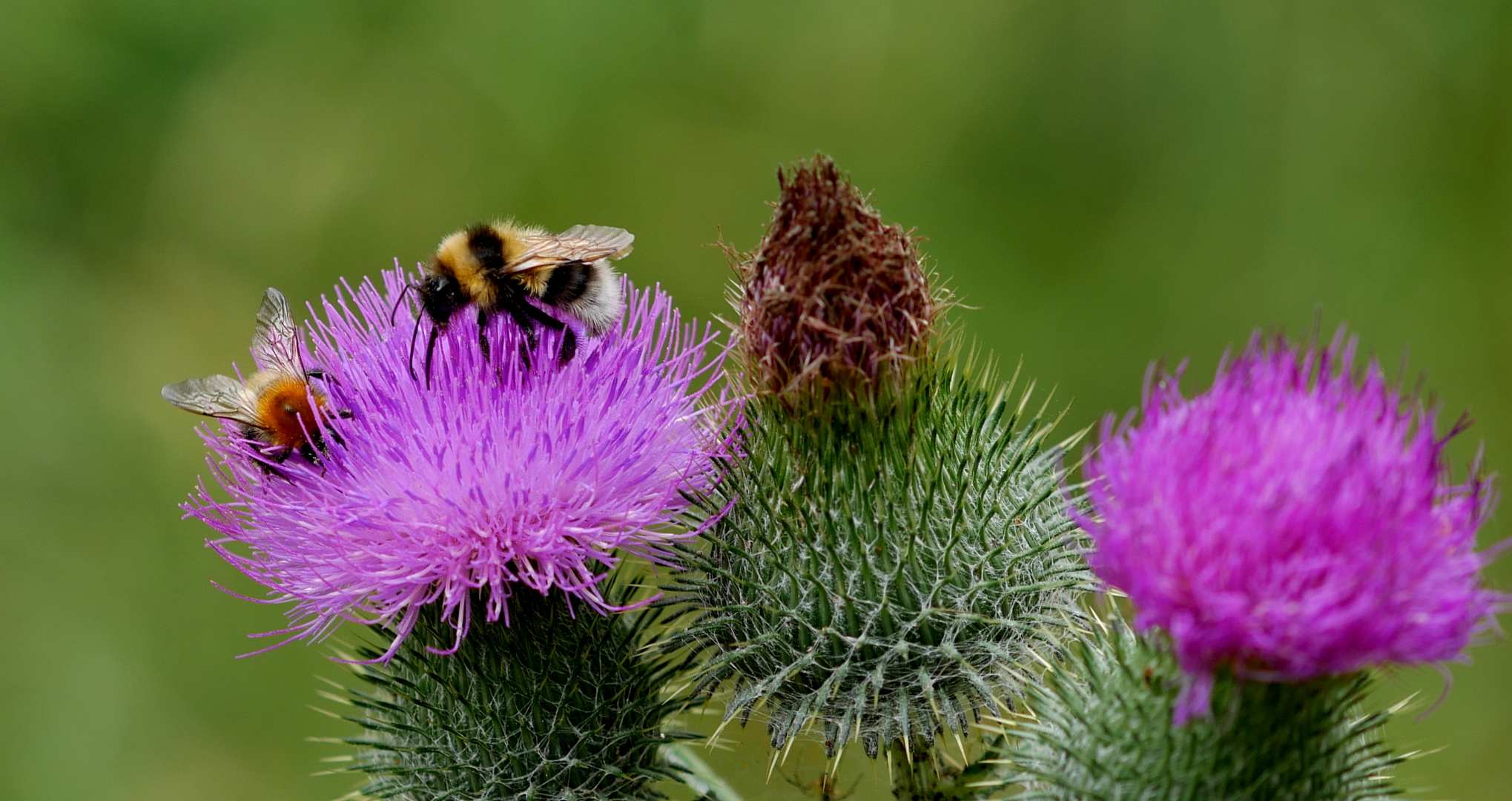 Disteln Foto & Bild | natur, landschaft, pflanzen Bilder auf fotocommunity