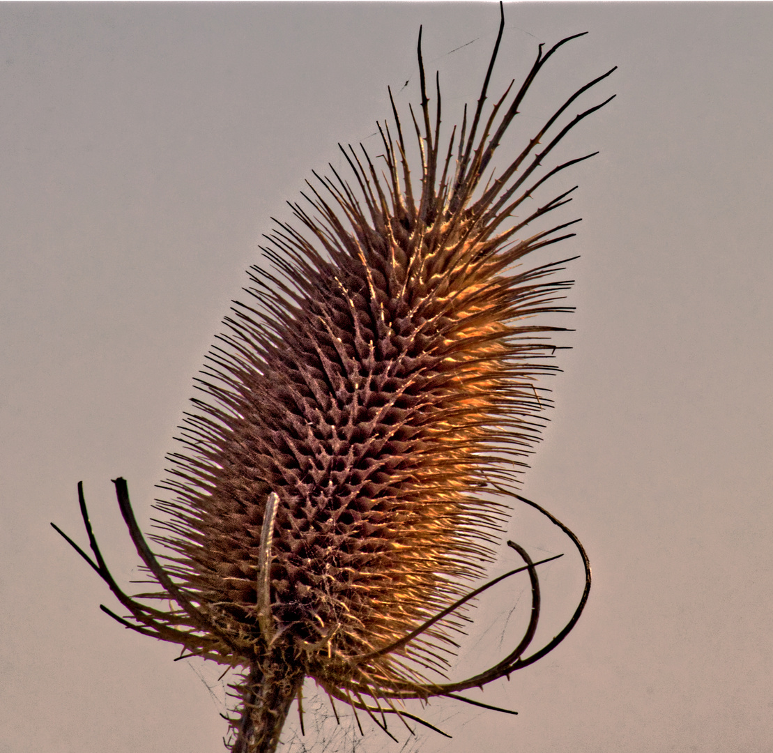 Disteln Foto & Bild | stillleben, pflanzen, pilze & flechten, blüten ...