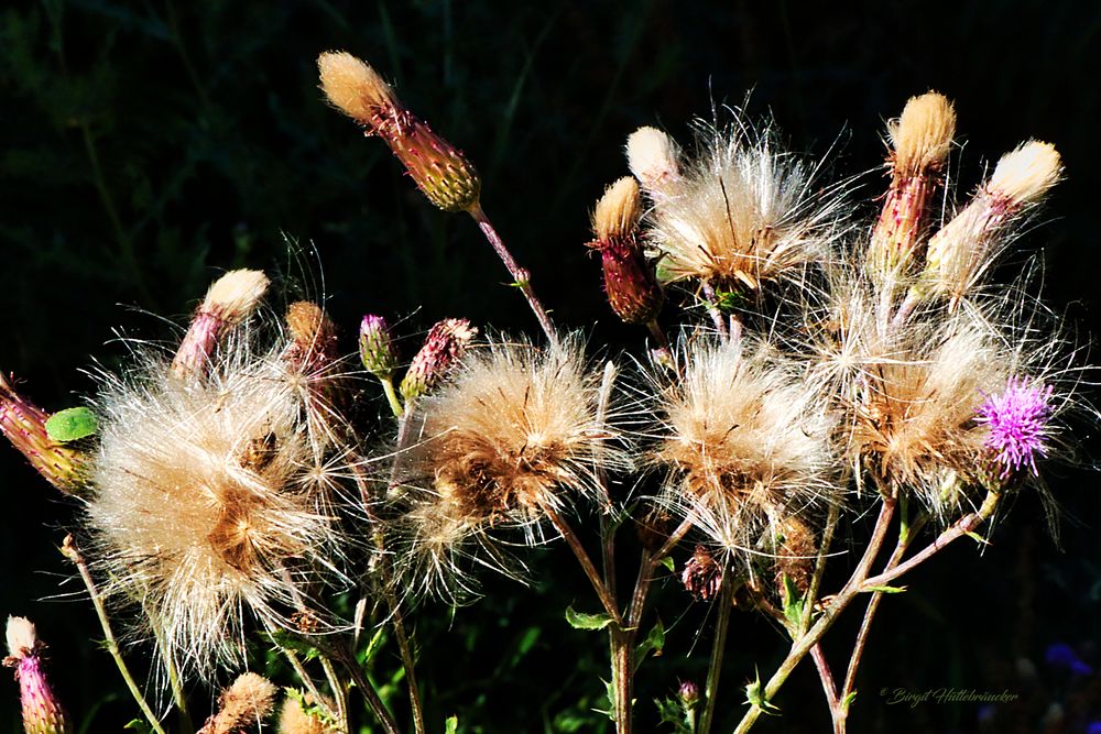Disteln Foto & Bild | natur, pflanzen, pilze & flechten, blüten ...