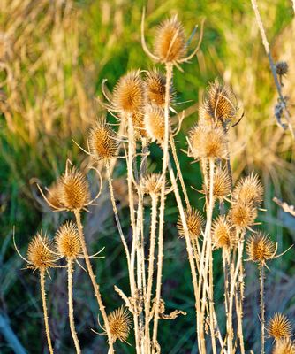 Disteln & Karden Bilder & Fotos