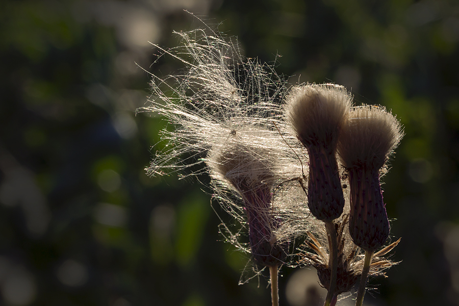 Disteln Foto & Bild | pflanzen, pilze & flechten, blüten ...
