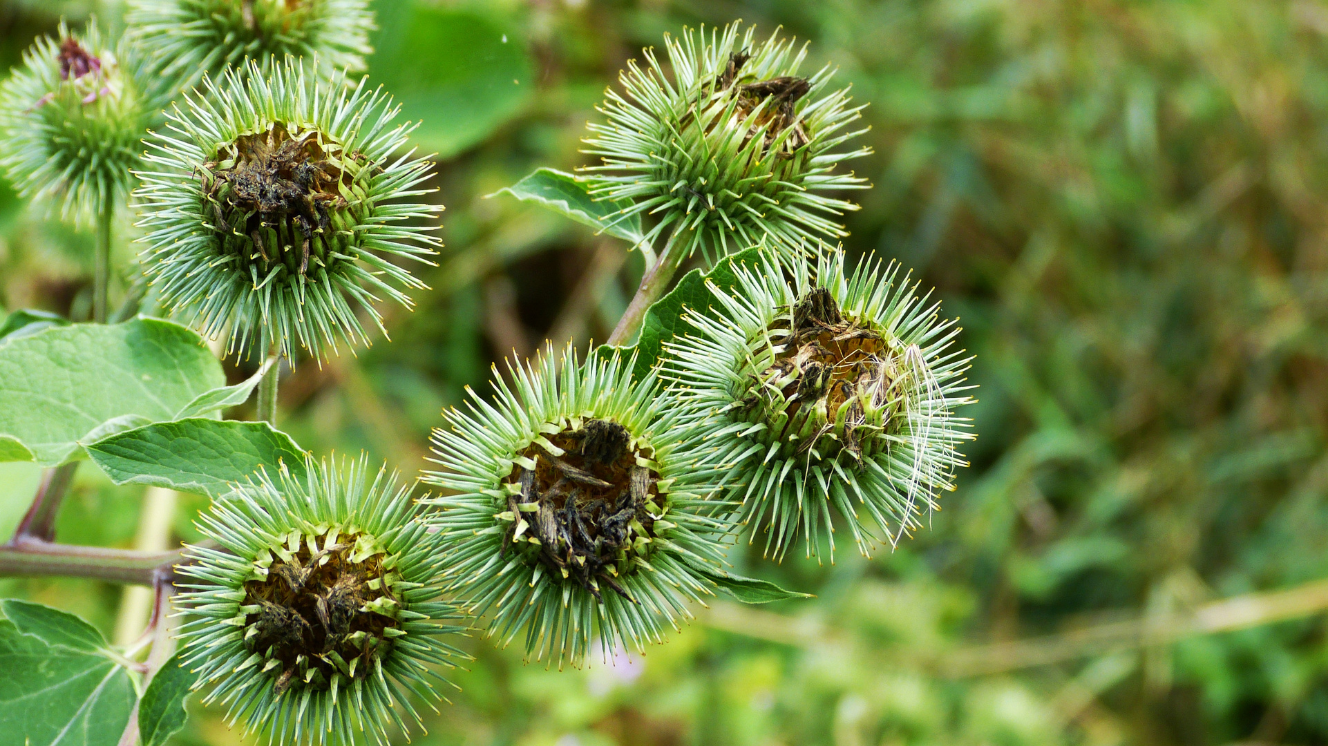 Disteln Foto & Bild | pflanzen, pilze & flechten, blüten ...