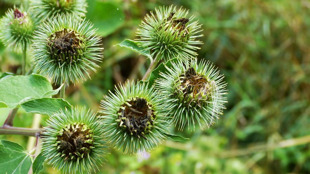 Disteln Foto & Bild | pflanzen, pilze & flechten, blüten ...