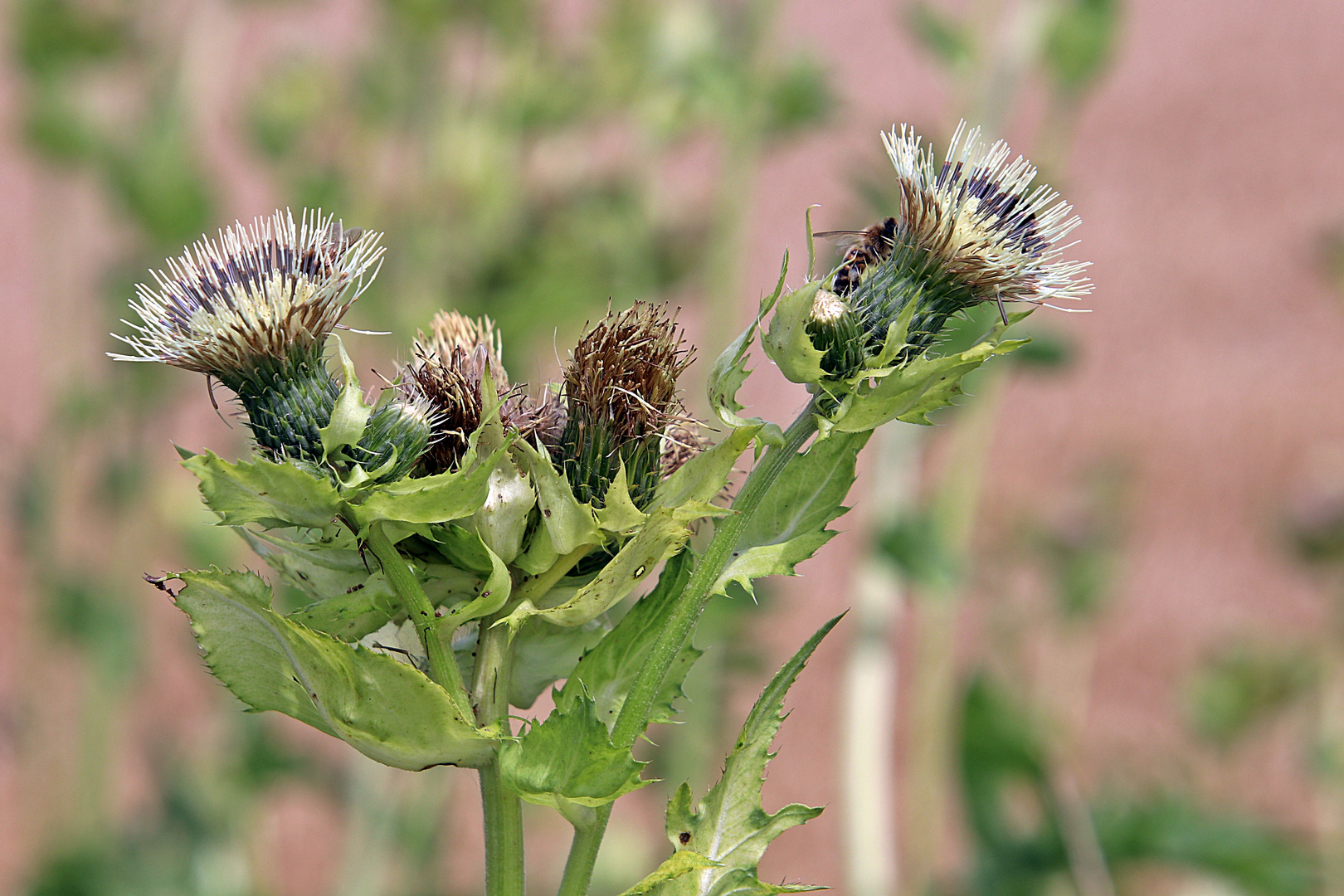 Disteln Foto & Bild | pflanzen, pilze & flechten, blüten ...