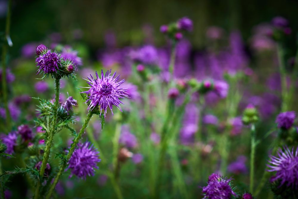 Disteln Foto & Bild | grün, lila, natur Bilder auf fotocommunity