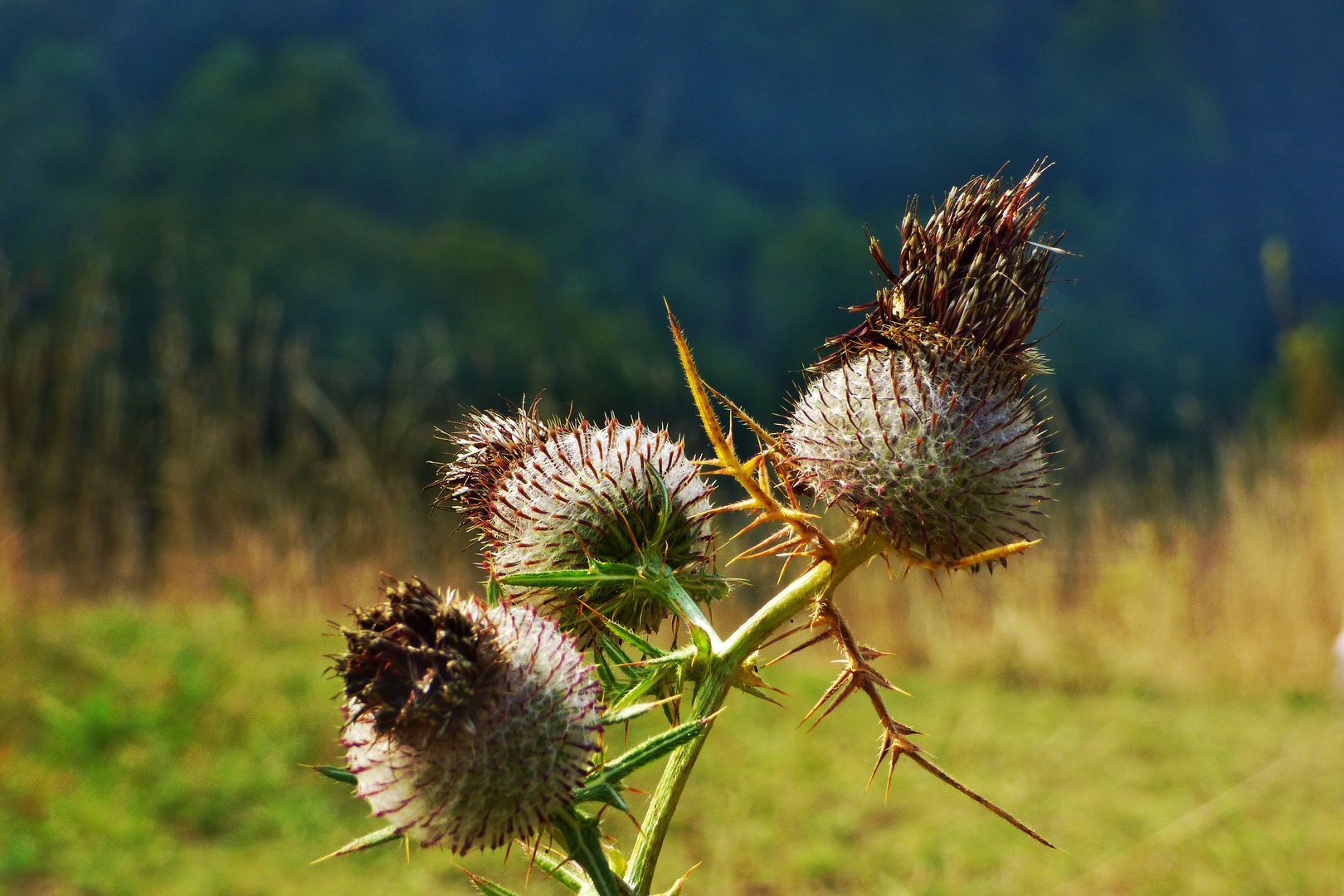 Disteln Foto & Bild | landschaft, Äcker, felder & wiesen, natur Bilder ...