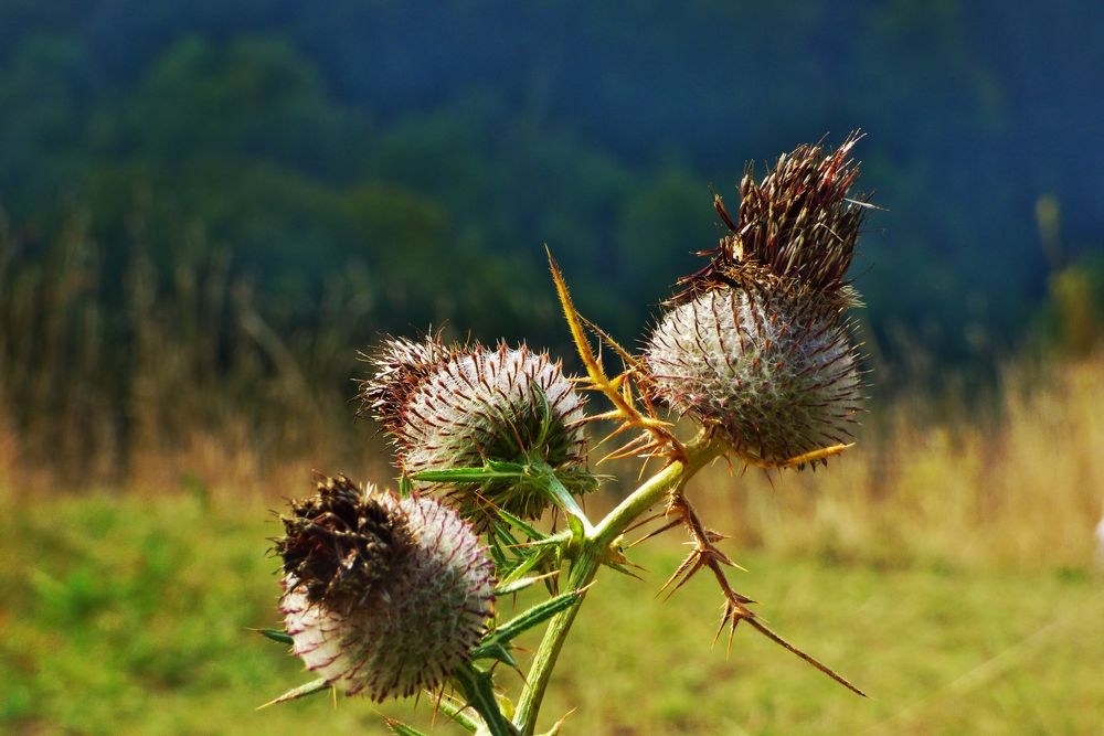 Disteln Foto & Bild | landschaft, Äcker, felder & wiesen, natur Bilder ...