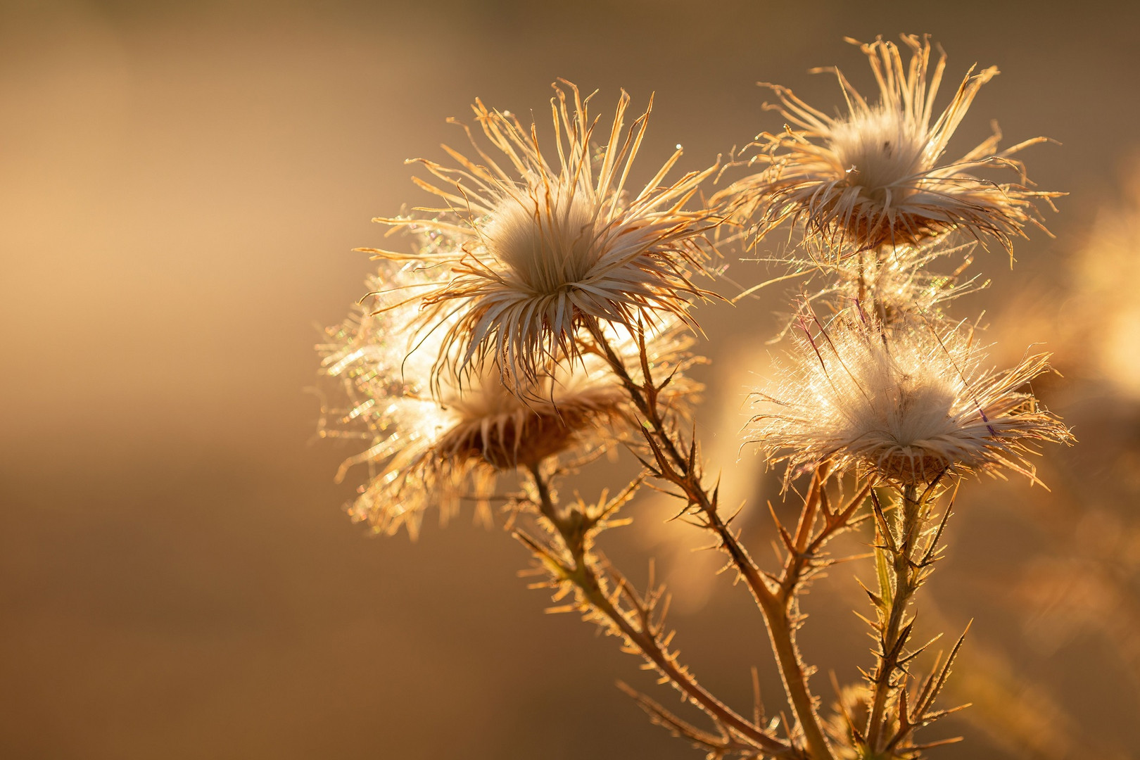 Disteln Foto & Bild | abendstimmung, natur, landschaft Bilder auf ...