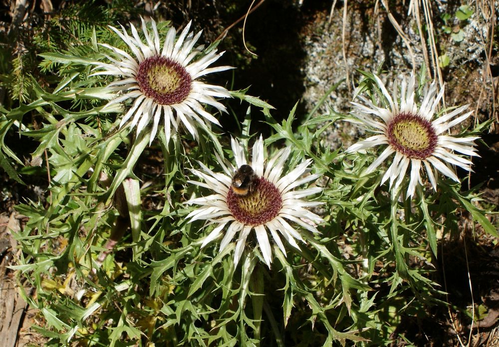 Disteln mit Besuch Foto & Bild | pflanzen, pilze & flechten, natur und ...