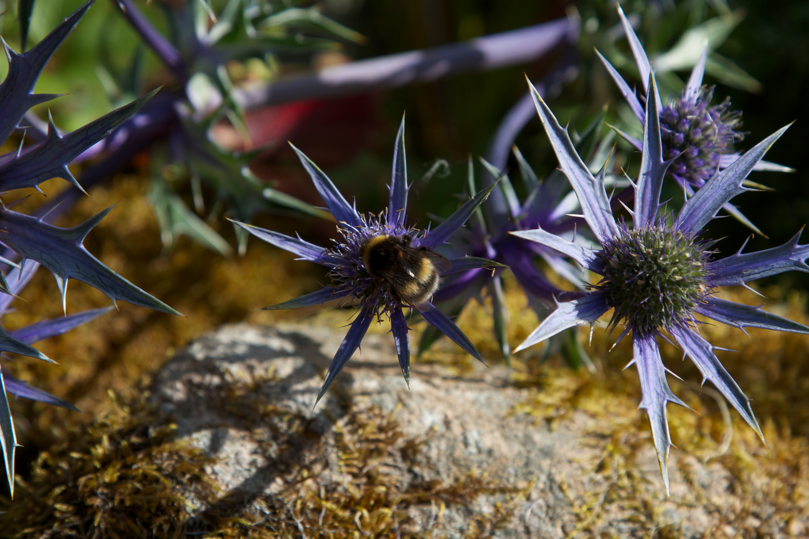 Disteln und eine Hummel Foto & Bild | pflanzen, pilze & flechten ...