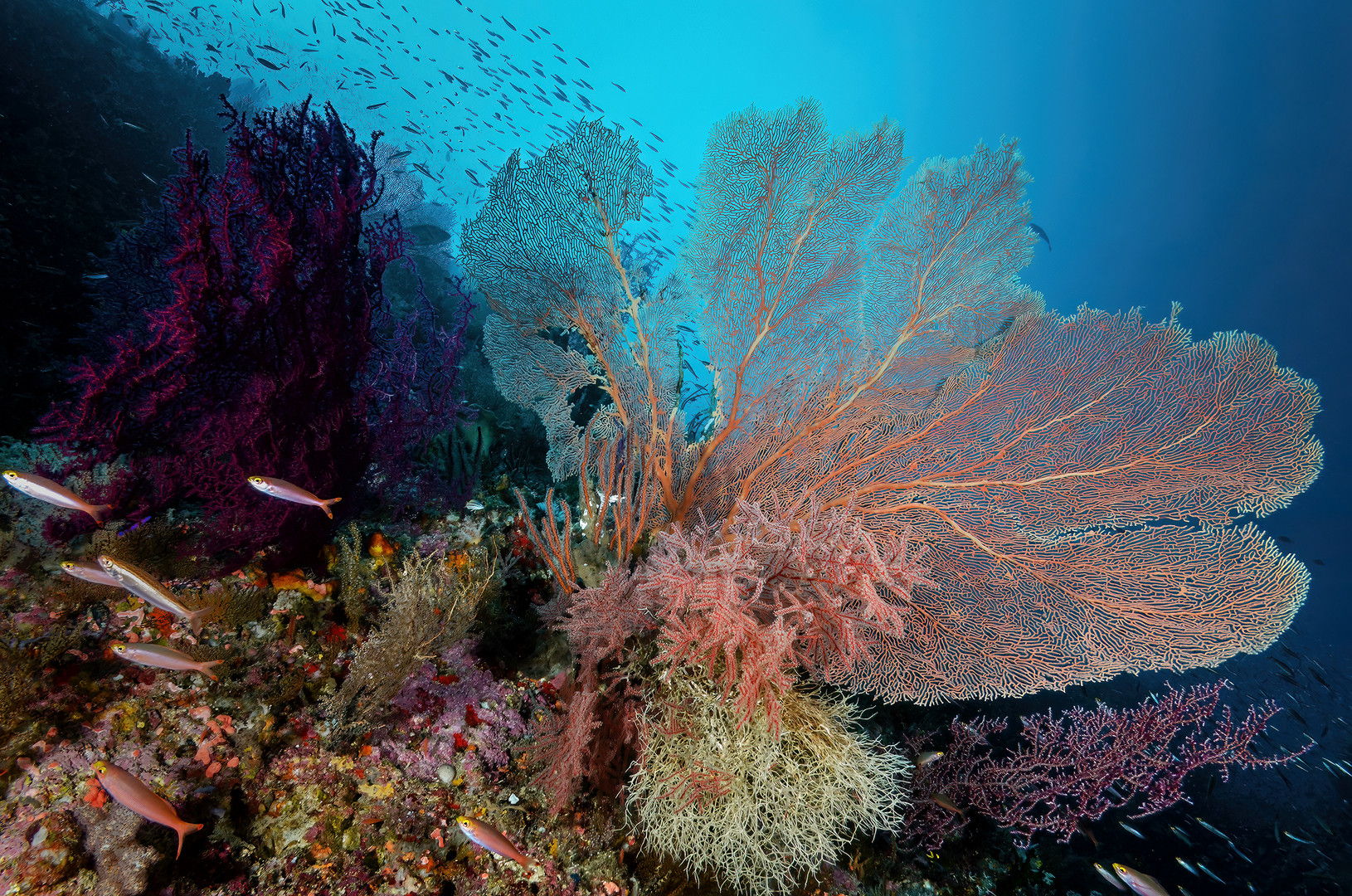 Diving Misool Island ... Foto & Bild | asia, indonesia, tiere Bilder ...