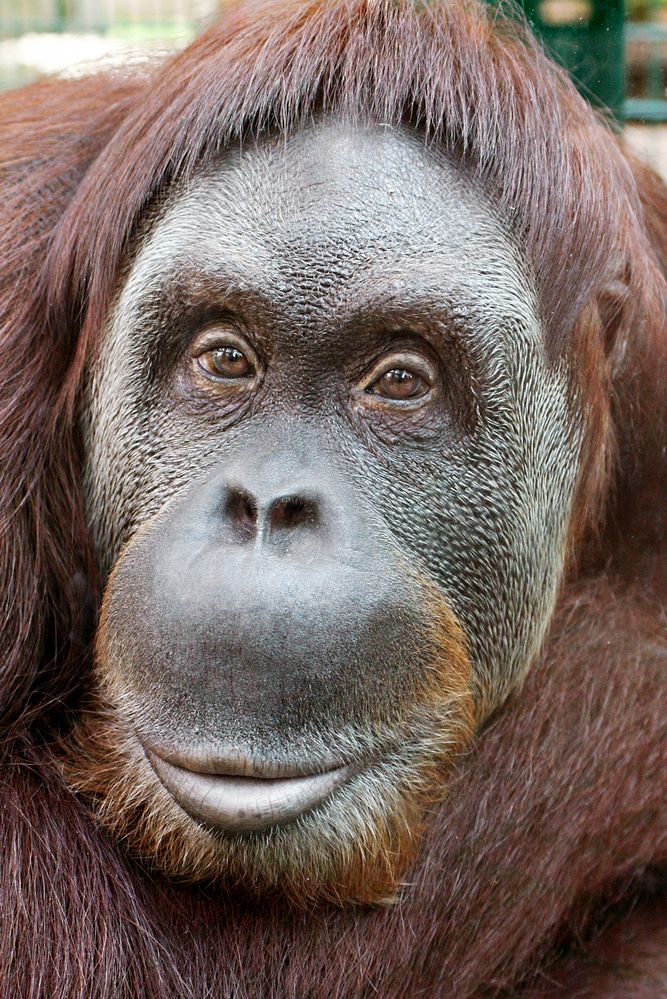 Djaka Foto & Bild | animals, zoos, parks & falconries, mammals Bilder ...