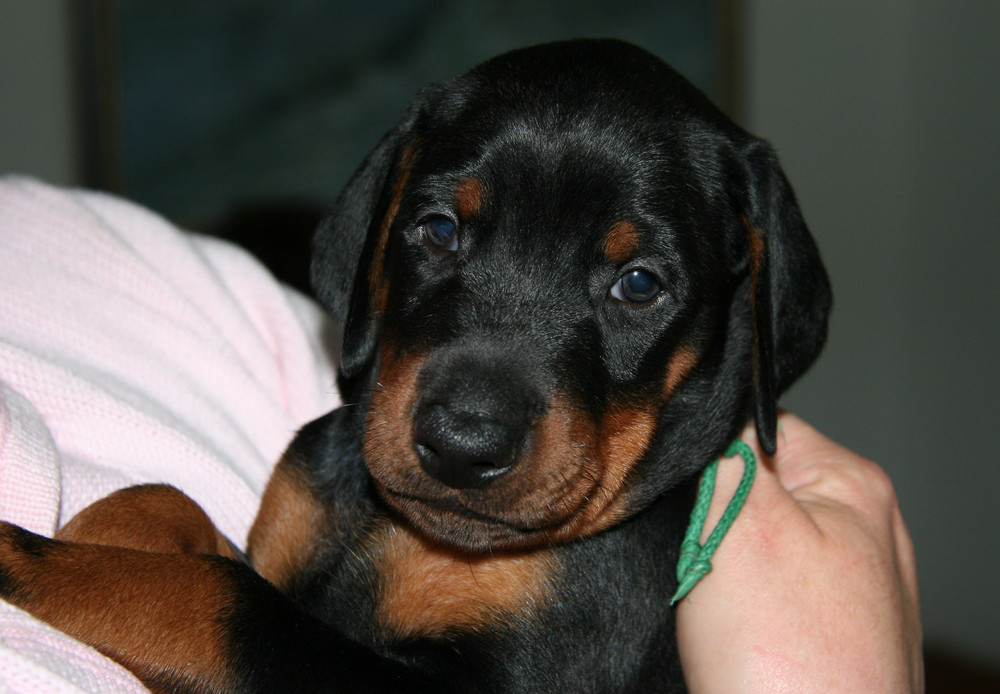 Dobermann Baby Foto & Bild | tiere, haustiere, hunde Bilder auf ...