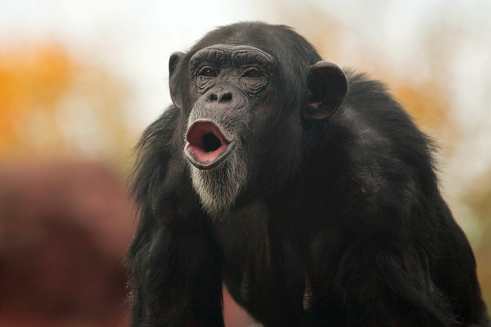 Dö dudl dö... Foto & Bild | tiere, zoo, wildpark & falknerei ...