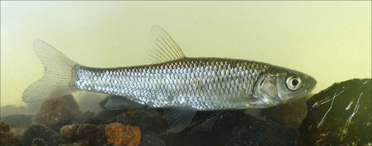 Döbel Foto & Bild | natur, wildlife, fische Bilder auf fotocommunity