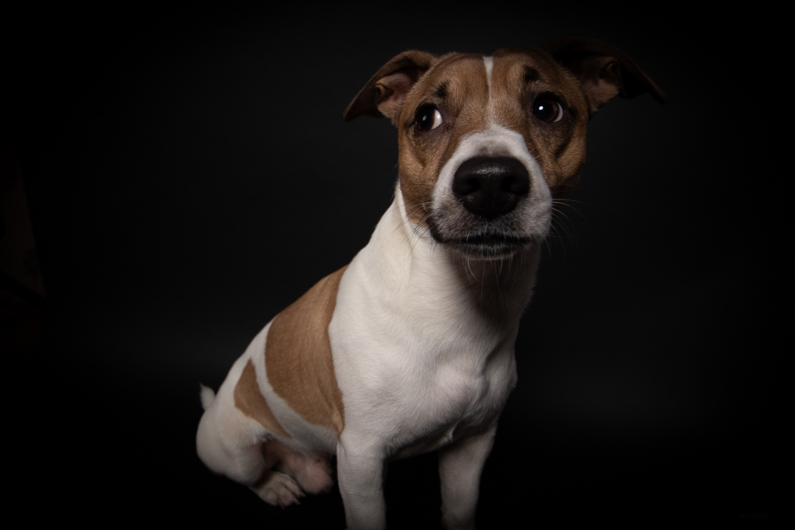 Dog Shooting Foto & Bild | hunde, hund, natur Bilder auf fotocommunity