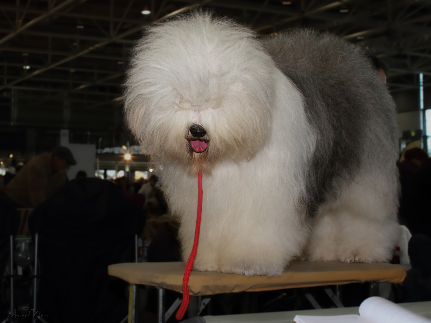 Dog Show Foto & Bild | hunde, natur, tiere Bilder auf fotocommunity