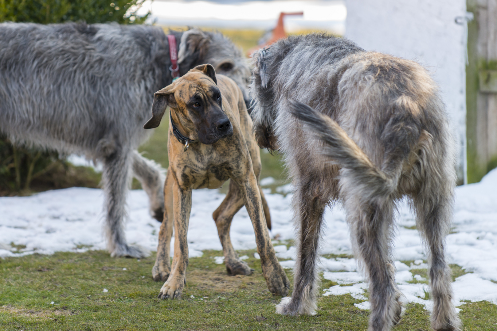 Dogge und 2 Irish Wolfhounds Foto & Bild | tiere, haustiere, hunde Bilder auf fotocommunity