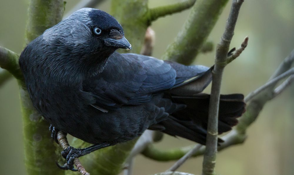 Dohle 002 Foto & Bild | deutschland, europe, nordrhein- westfalen ...