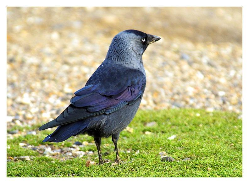 Dohle Foto & Bild | tiere, wildlife, wild lebende vögel Bilder auf ...
