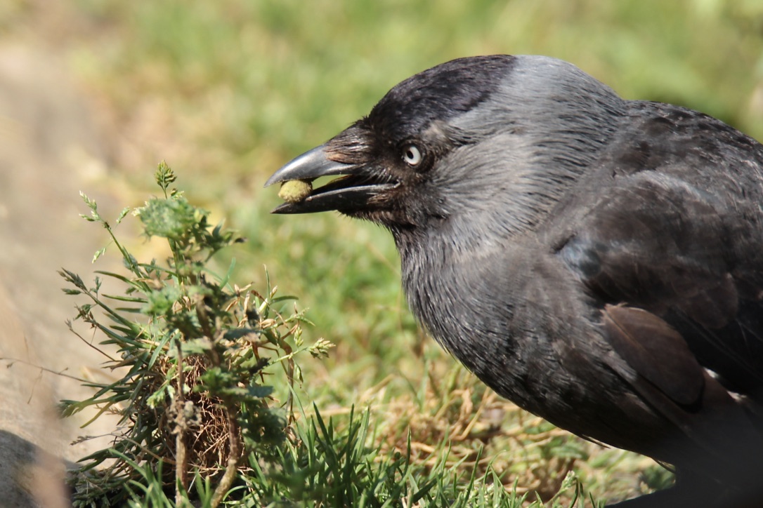 DOHLE Foto & Bild | natur, vögel, wildlife Bilder auf fotocommunity