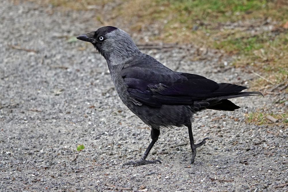Dohle Foto & Bild | tiere, wildlife, wild lebende vögel Bilder auf ...