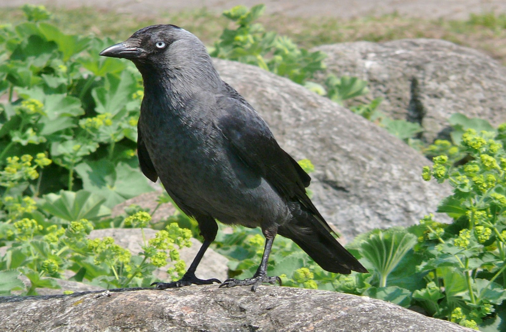 Dohle ... Foto & Bild | natur, vogel, tiere Bilder auf fotocommunity