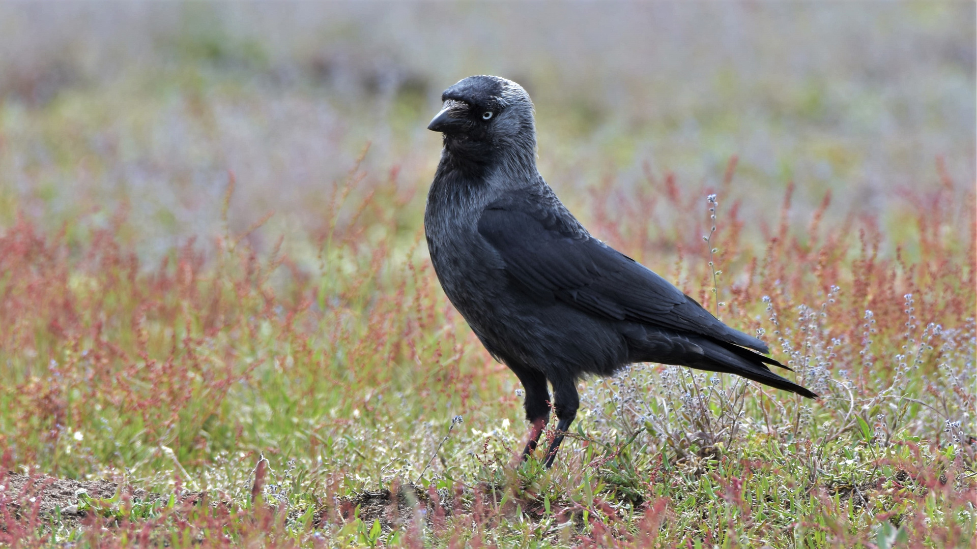 dohle Foto & Bild | stillleben, tiere, wildlife Bilder auf fotocommunity