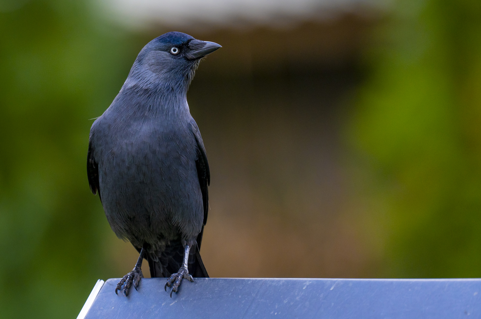 Dohle Foto & Bild | tiere, wildlife, wild lebende vögel Bilder auf ...